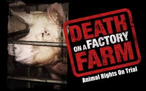 Death On A Factory Farm - Humane Decisions