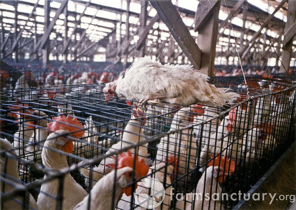 Life on Factory Farms for Egg-Laying Hens - Humane Decisions