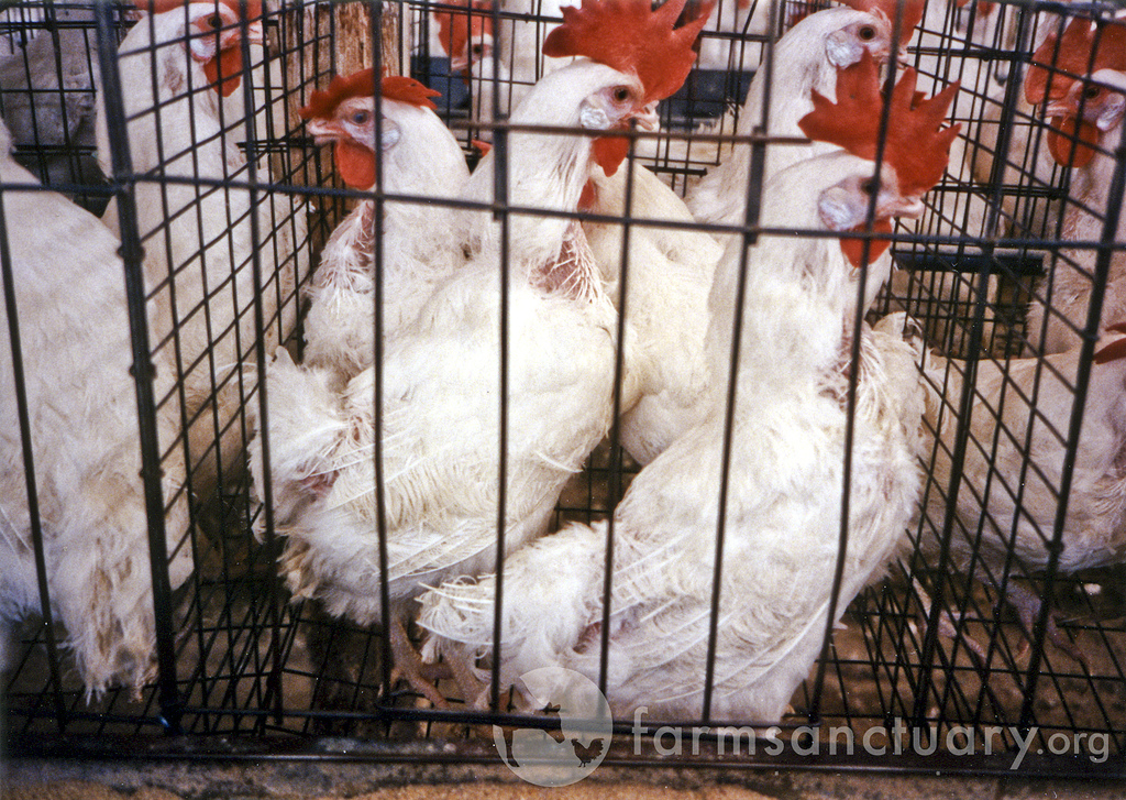 Life on Factory Farms for Egg-Laying Hens - Humane Decisions