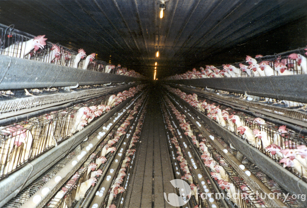 Life on Factory Farms for Egg-Laying Hens - Humane Decisions