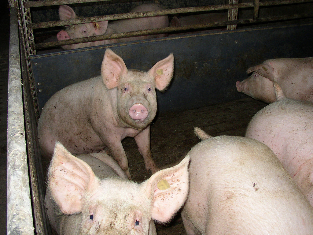 Life on Factory Farms for Pigs - Humane Decisions