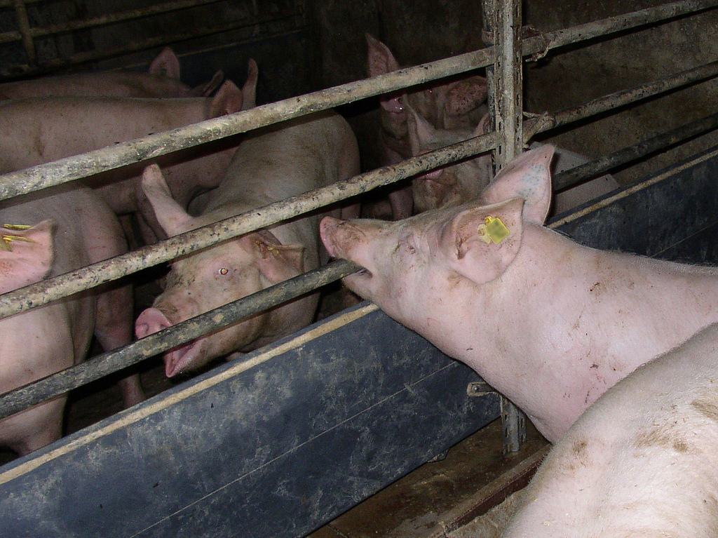 Life on Factory Farms for Pigs - Humane Decisions