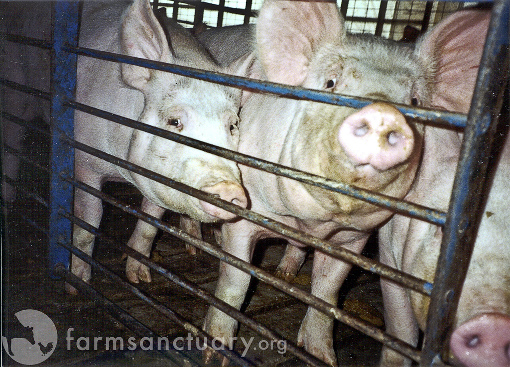 Life on Factory Farms for Pigs - Humane Decisions
