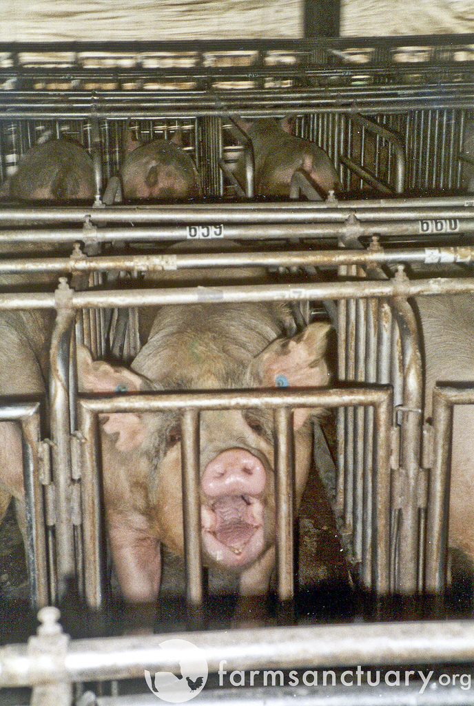 Life on Factory Farms for Pigs - Humane Decisions