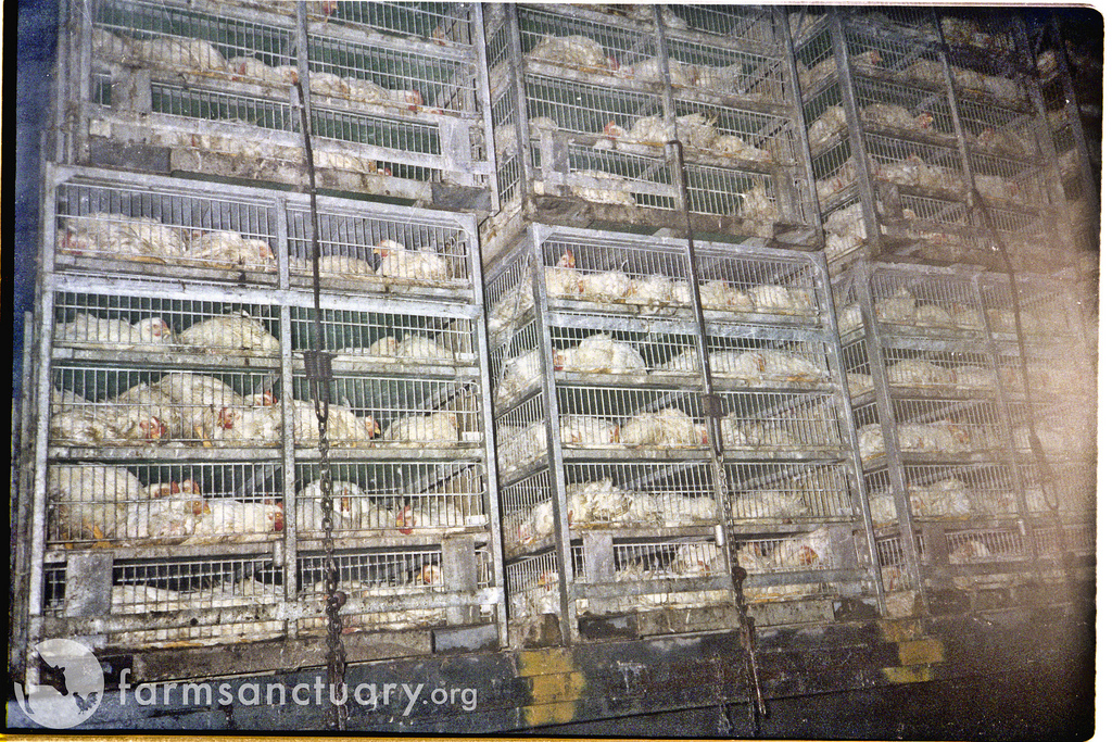 Life on Factory Farms for Chickens Raised for Meat - Humane Decisions