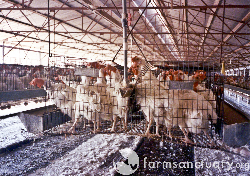 Life on Factory Farms for Chickens Raised for Meat - Humane Decisions