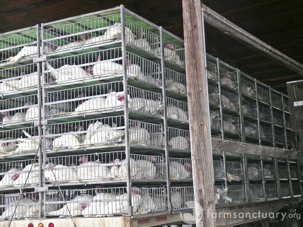 Life on Factory Farms for Chickens Raised for Meat - Humane Decisions