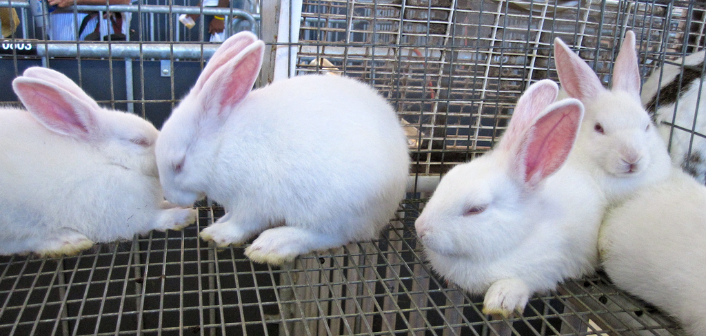 Federal Ban Sought for Animal Testing on Cosmetics - Humane Decisions