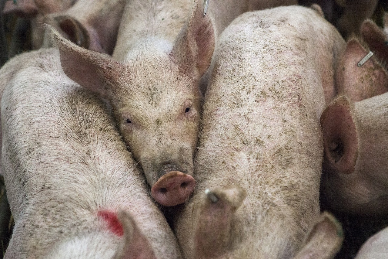 Guide to Confronting a Factory Farm - Humane Decisions