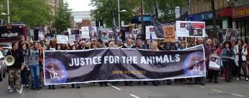 Effective Ways to Advocate for Animals - Humane Decisions