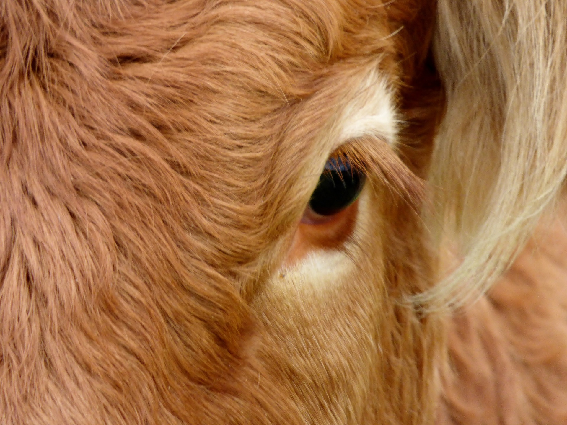 A Cow At My Table, Feature Documentary - Humane Decisions