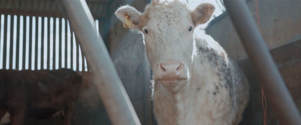 73 Cows—A Story of Courage, Compassion and Conscience - Humane Decisions