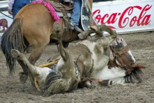 Rodeo Cruelty ﻿ - Humane Decisions