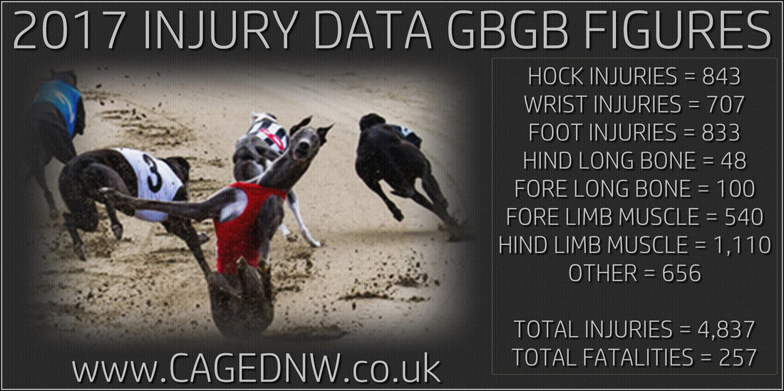 The Cruelty of Greyhound Dog Racing - Humane Decisions