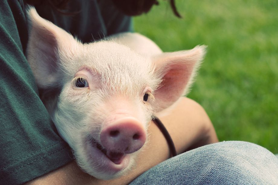 50 Ways To Improve the Lives of Animals - Humane Decisions