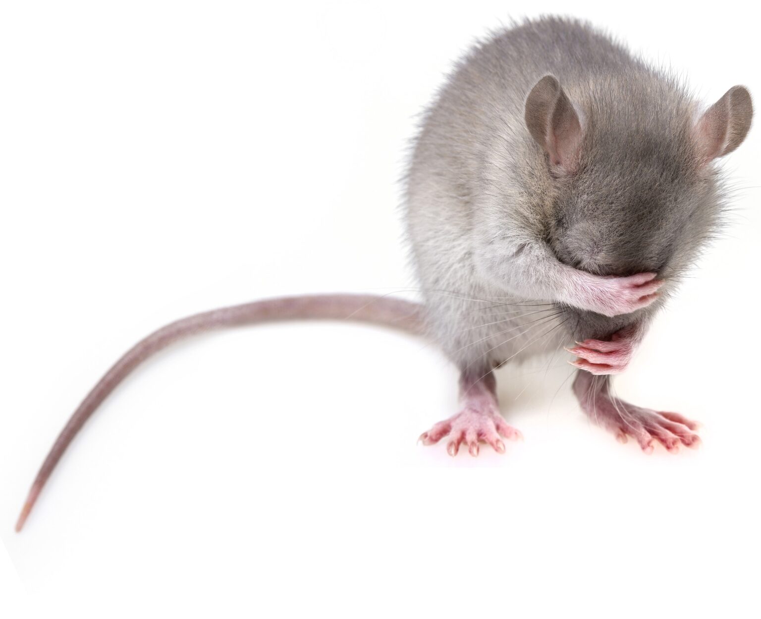 Humane Alternatives to Control Rats and Mice - Humane Decisions
