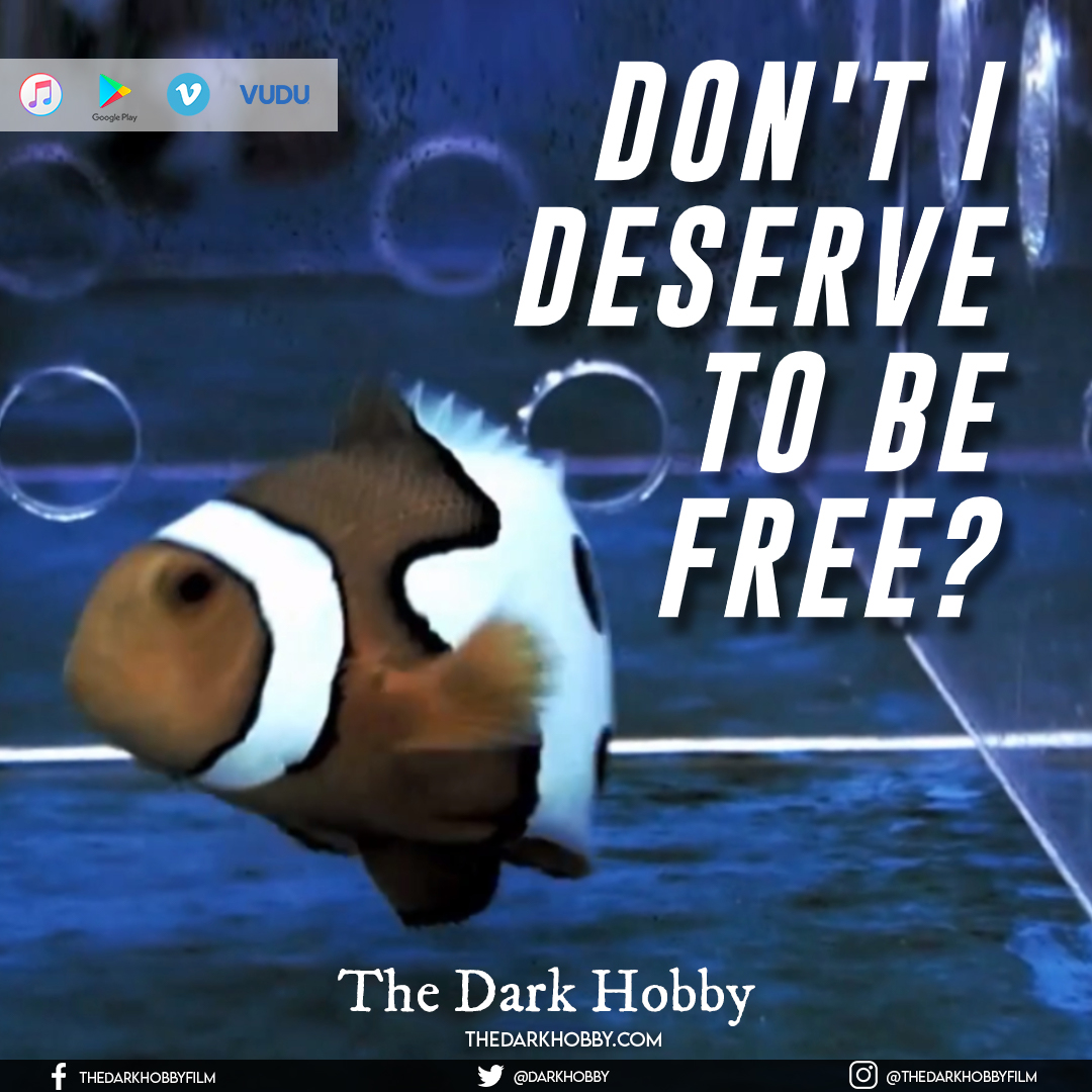 Pet Fish, Home Aquarium Hobbyist, and the Aquarium Trade – Why it’s ...