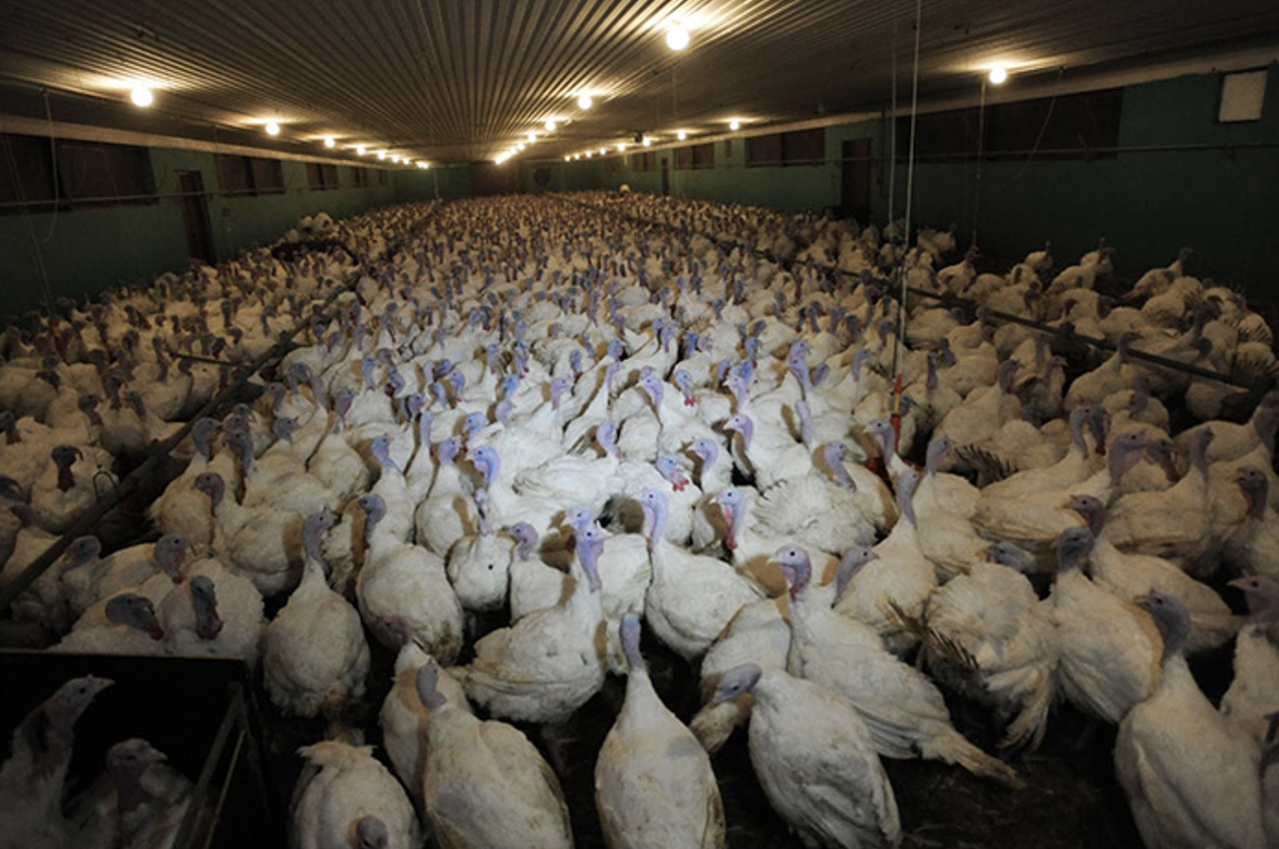 The End of Meat and GMOs or the End of Us - Humane Decisions