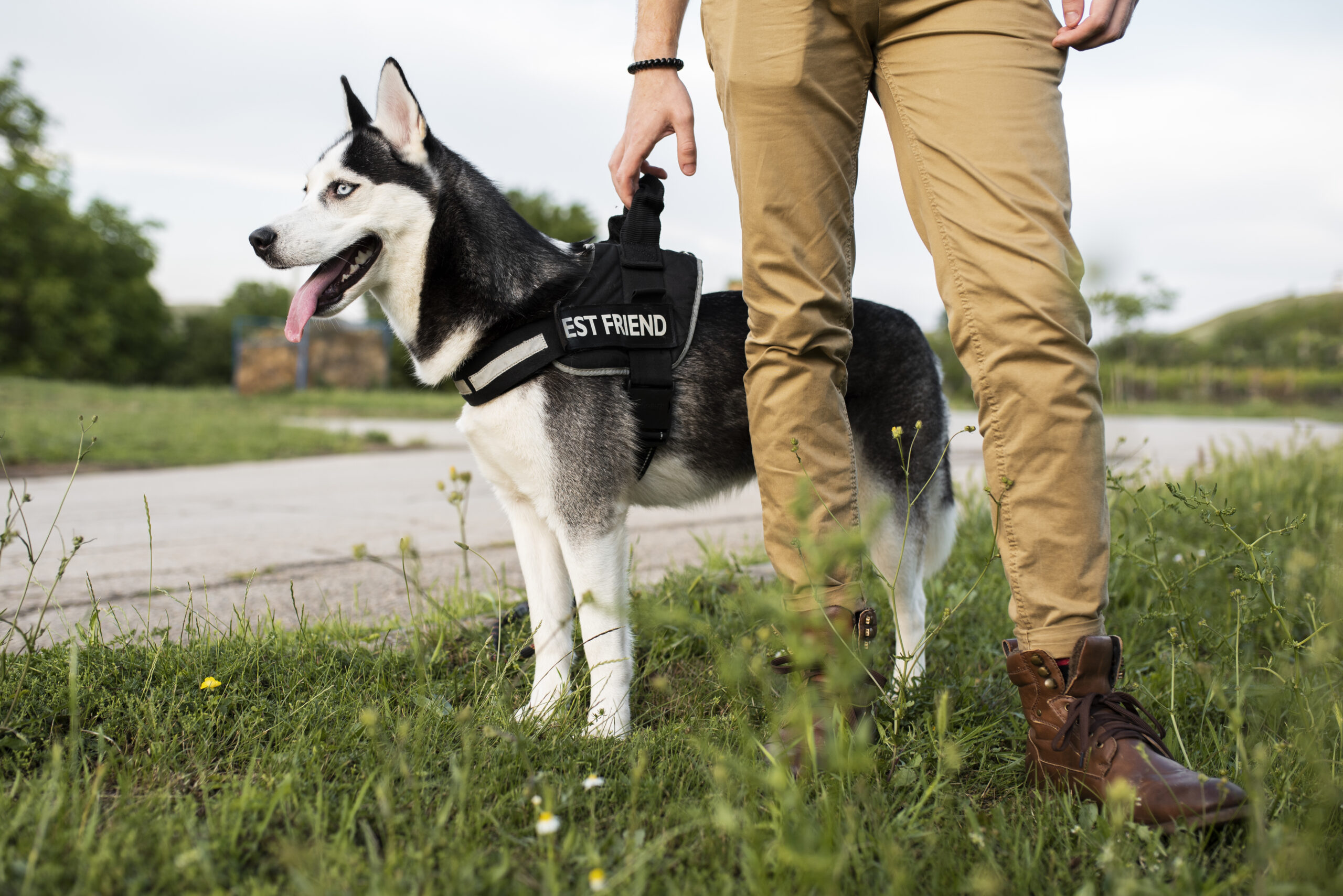 Life-Changing Benefits of Service Dogs for People with Disabilities ...
